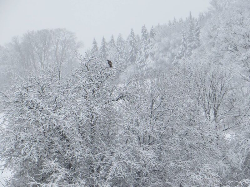 Pure Vermont Maple Syrup | Silloway Maple